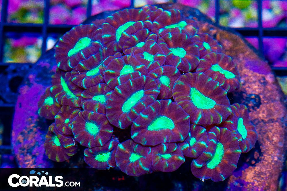 Candy Cane – Indo Green Eyes Striped | Corals.com