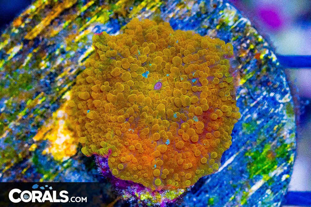 Mushroom Frag Discosoma Gold | Corals.com