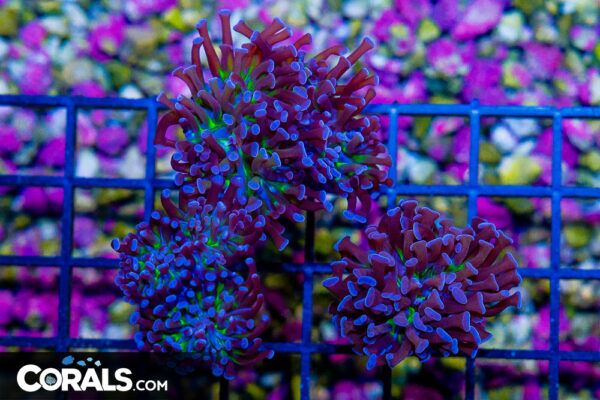 GOLDEN THUNDER Branching Hammer Frag – AQUACULTURED | Corals.com