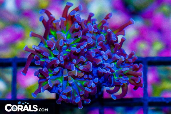 GOLDEN THUNDER Branching Hammer Frag – AQUACULTURED | Corals.com