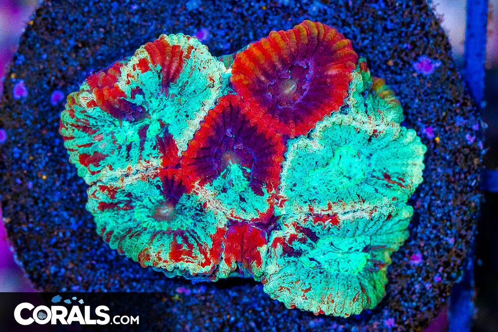 Favia Frag Ultra Micro Polyp Hardy! | Corals.com