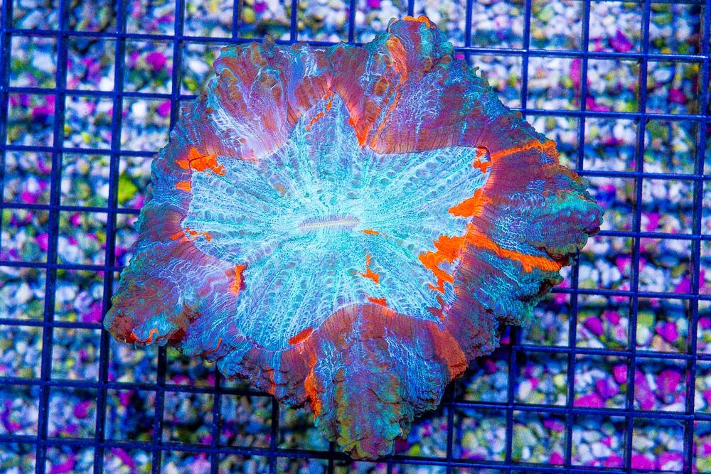 BIG ULTRA RARE Acanthophyllia – COLLECTOR’S CORAL – INDO (Blue Video ...