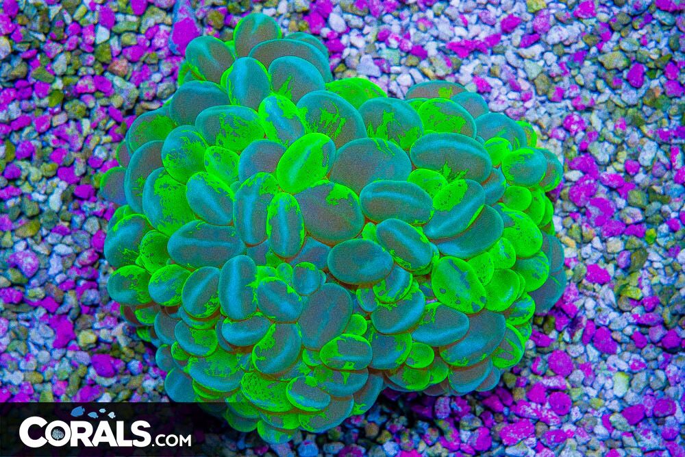 MASSIVE SHOW PIECE Bubble Coral – Indonesia – TOXIC SPLATTER HOLY ...