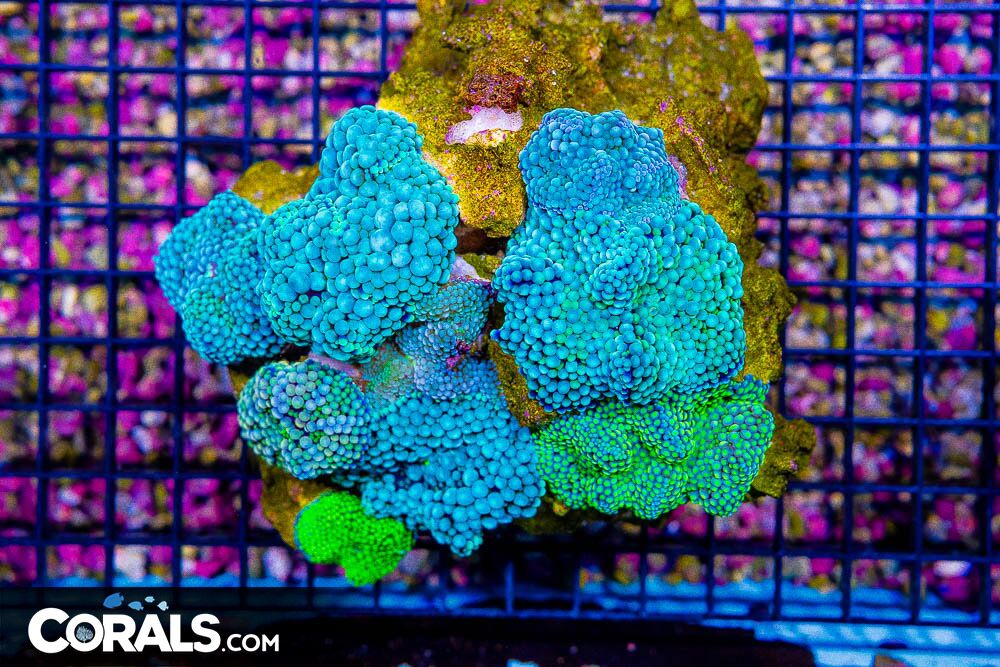 HUGE Ultra Florida Ricordea Man Made Rainbow Rock Mounted on MarcoRock ...