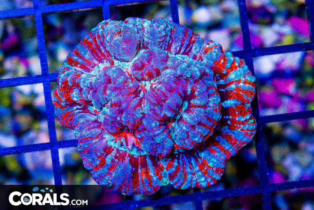 Wilsoni Coral – Australia RARE! Holds Color! (Blue Video Inside ...