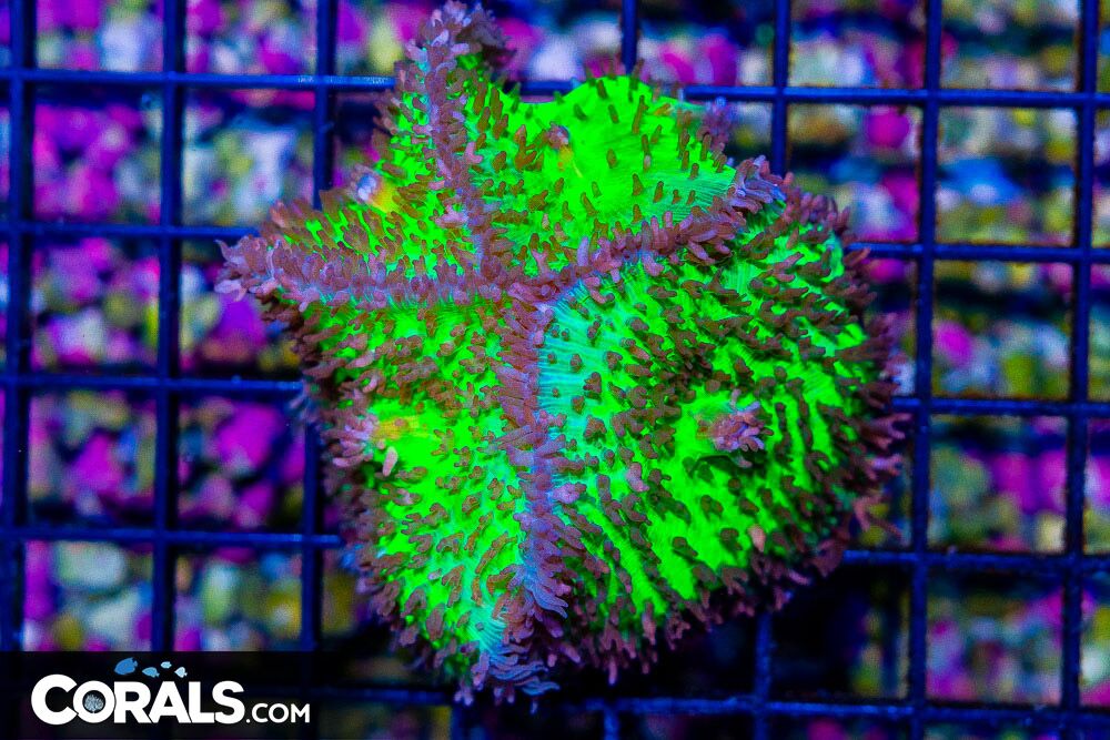 Hairy Mushroom – Australia Big Polyps Bright Neon! (Paletta’s Pick ...