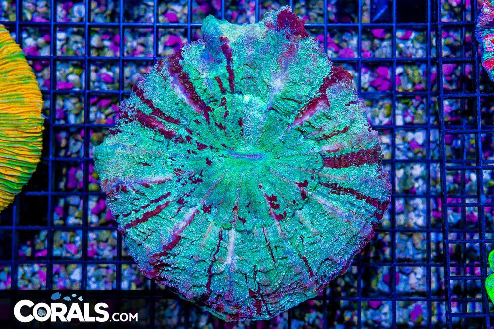 ULTRA RARE Acanthophyllia – COLLECTOR’S CORAL – INDO (Blue Video Inside ...