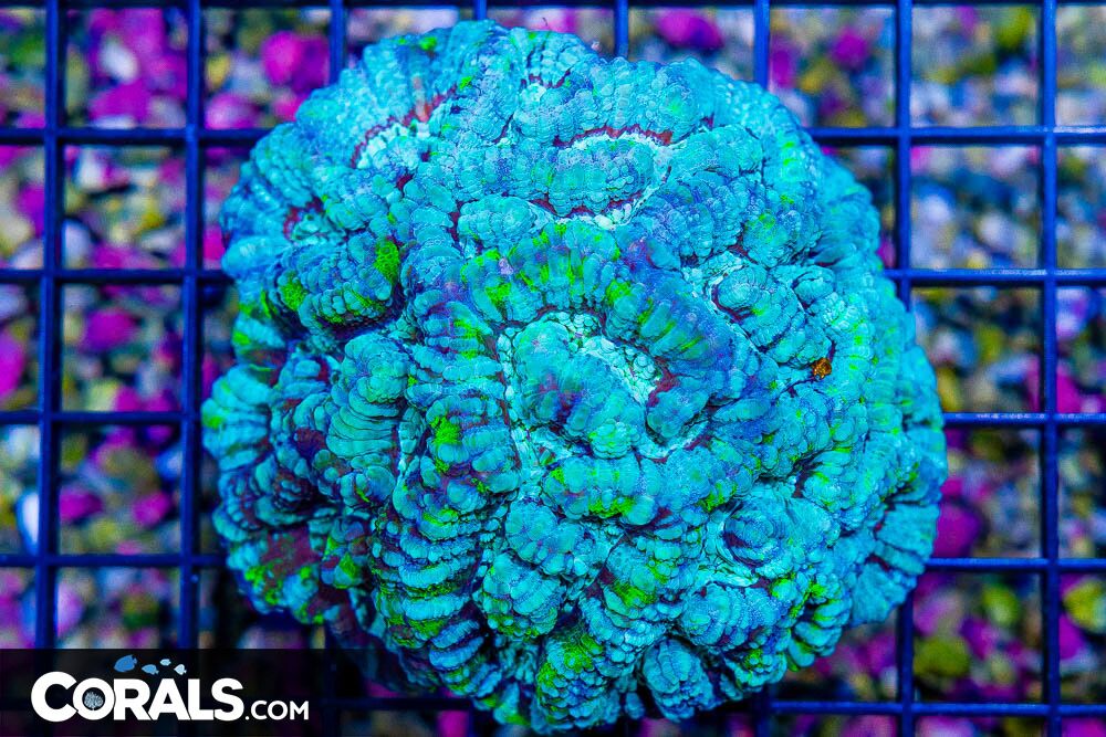 Wilsoni Coral – Australia RARE! Holds Color! (Blue Video Inside ...