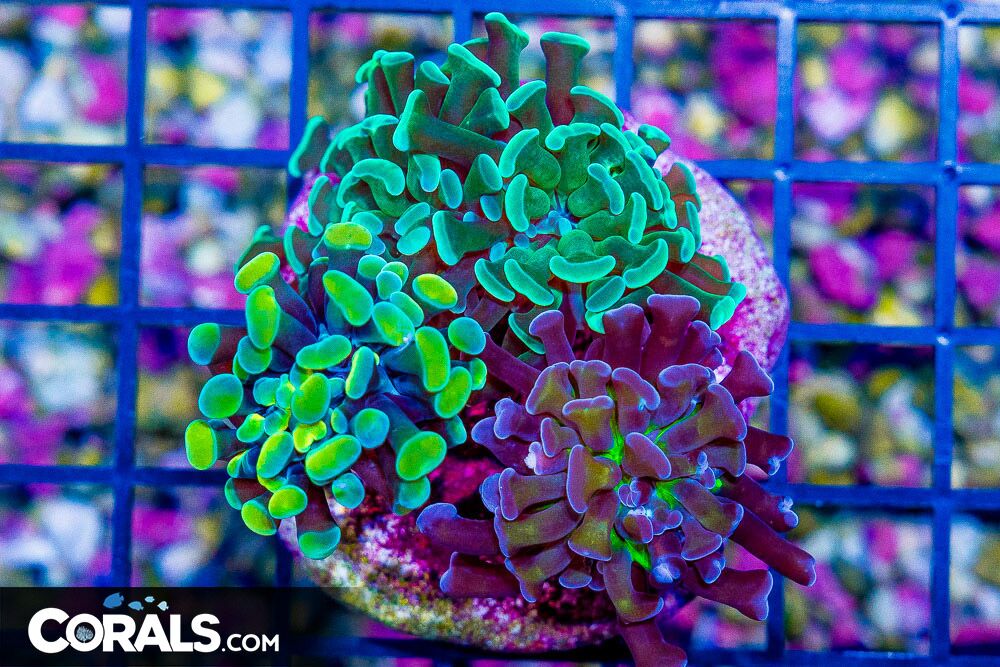 Hammer Branching – MINI COLONY Tri-Color Manmade! 1 Gold Stem, 1 Green ...