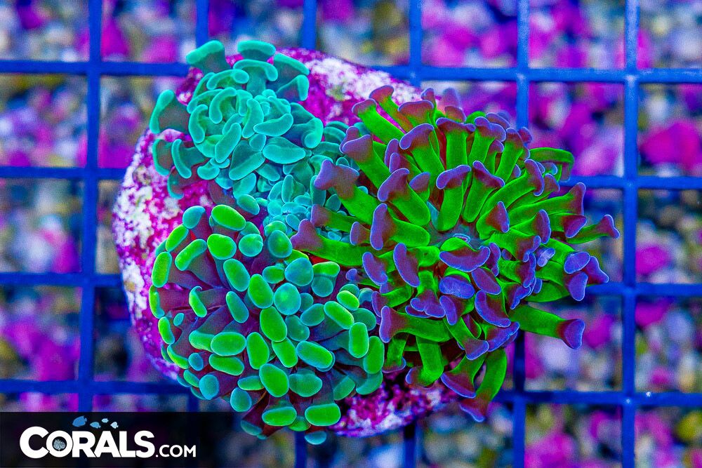 Hammer Branching – MINI COLONY Tri-Color Manmade! 1 Neon Stem, 1 Green ...