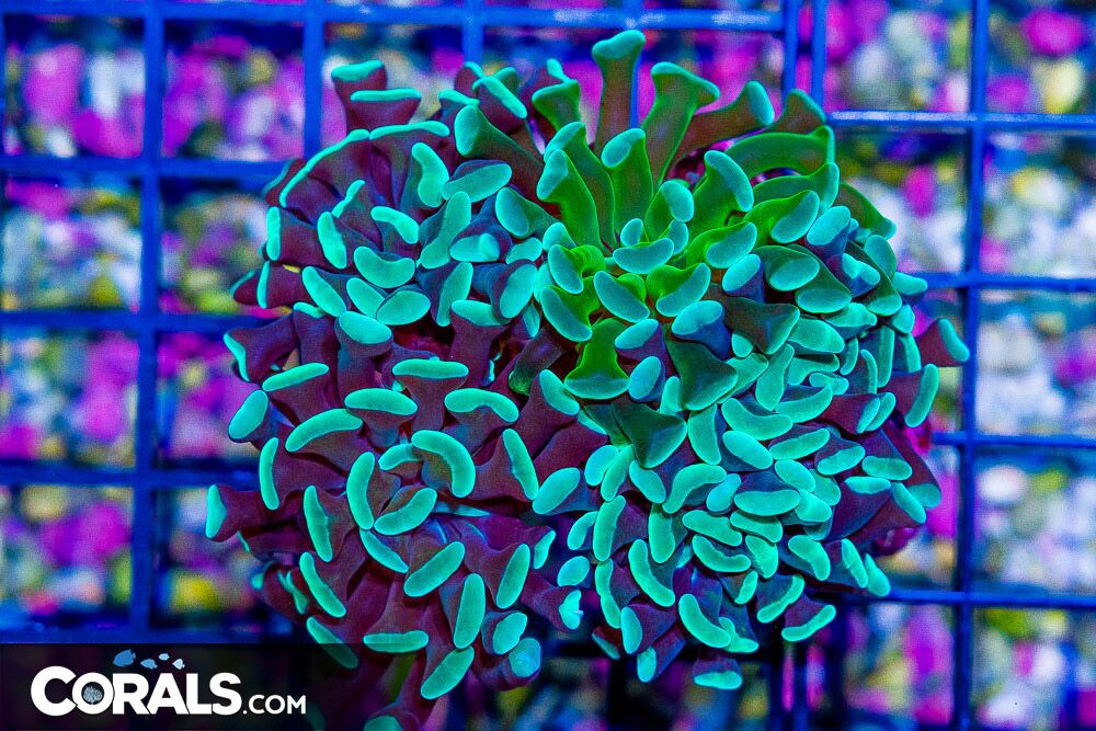 Hammer Branching – MINI COLONY on Base! Multiple Heads! | Corals.com