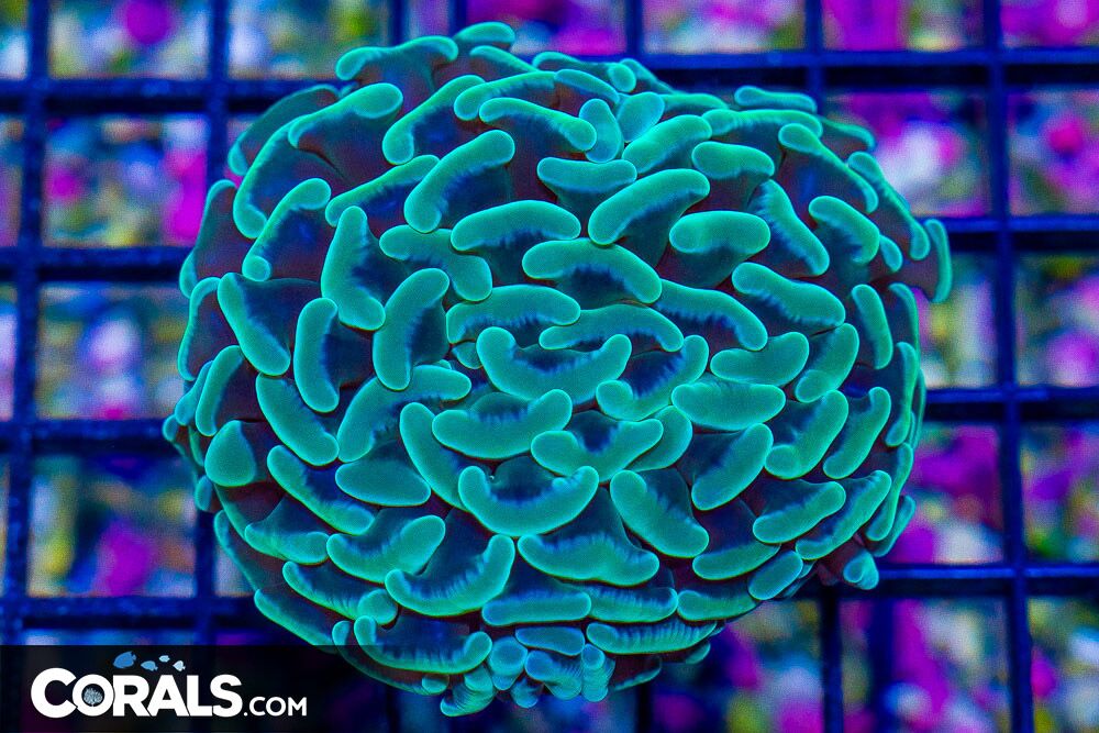 BIG Branching Hammer Frag – Australia GREEN | Corals.com