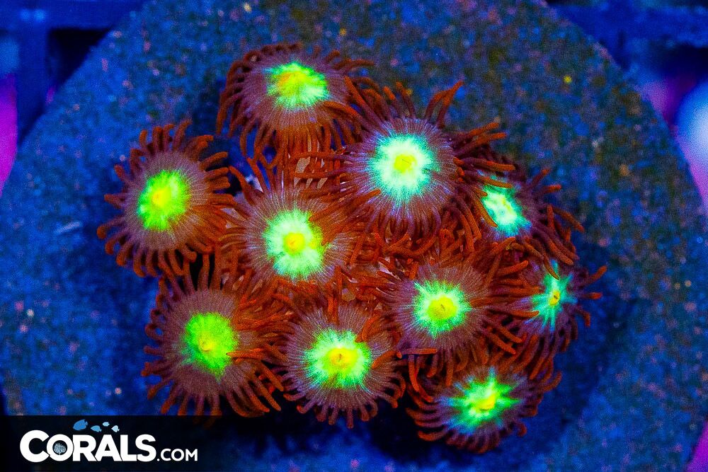 Zoanthid Frag ULTRA | Corals.com