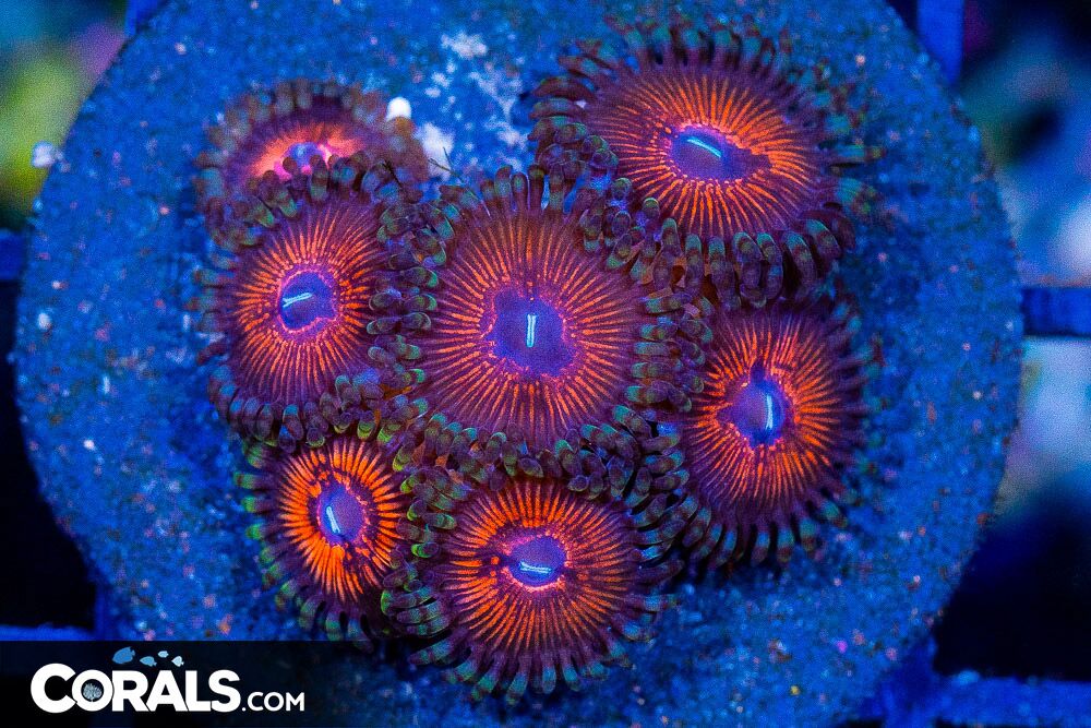 Zoanthid Frag ULTRA | Corals.com