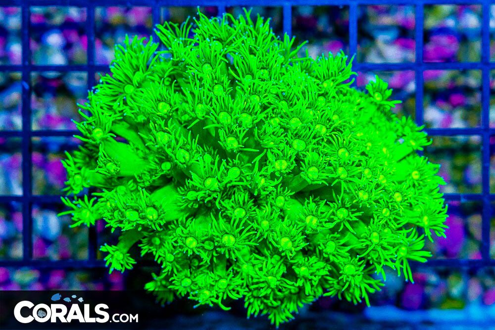 Goniopora – Australia Bright Neon! | Corals.com