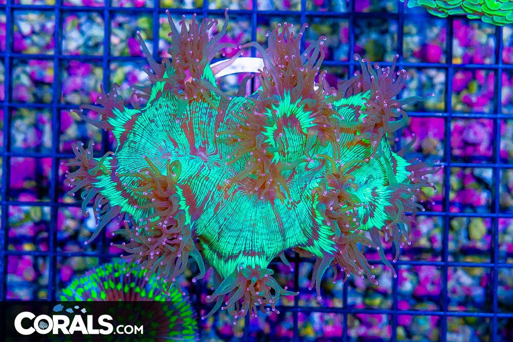 ULTRA Cone Bottom Elegance – Australia Pink Tips! | Corals.com